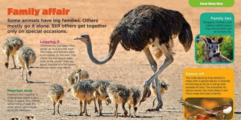 2 Non-Fiction Books That Introduce Readers to Animals and Their ...