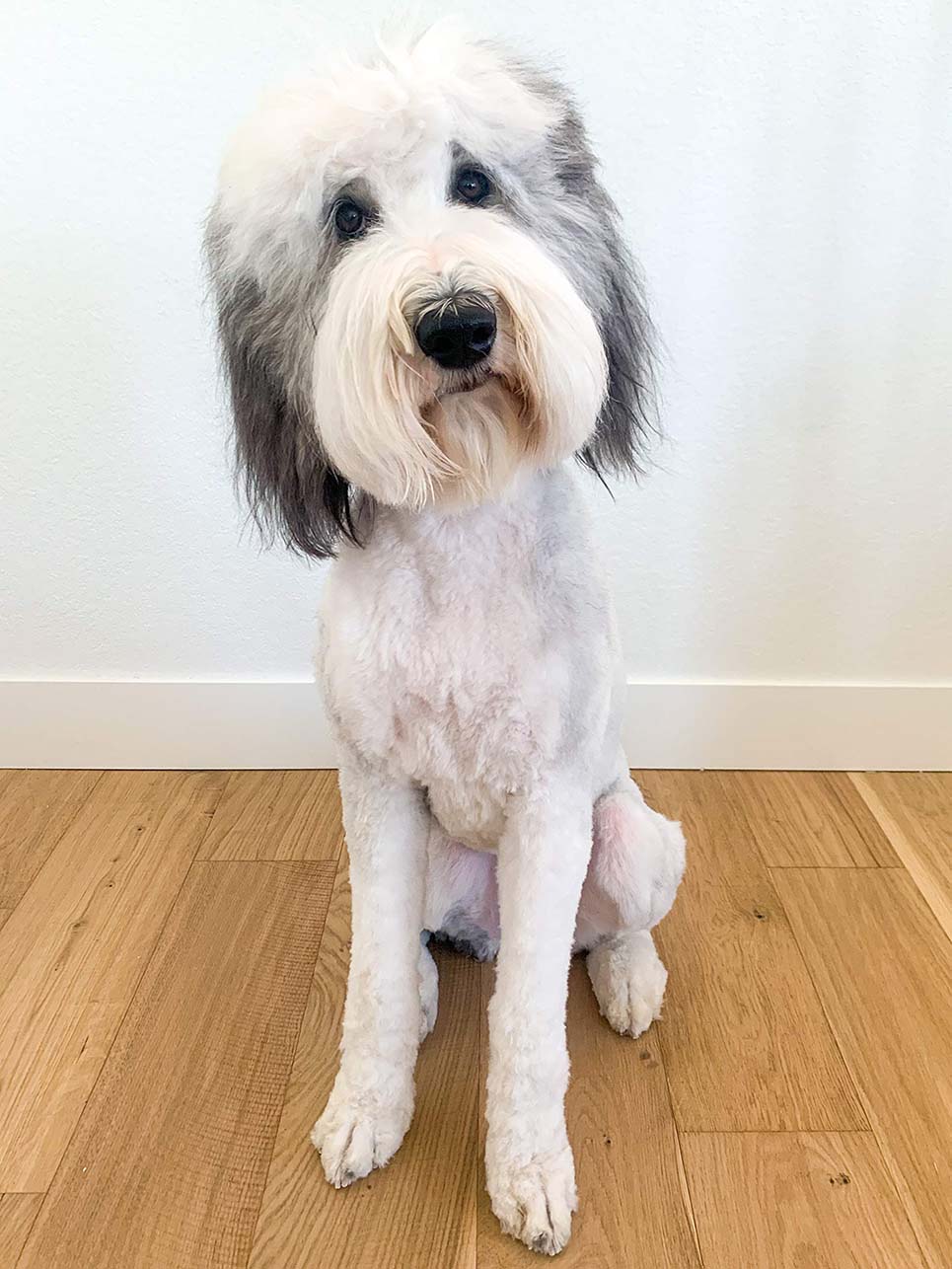 Scruffy: Our Loyal Pandemic Pooches and the Good, the Bad, and the ...