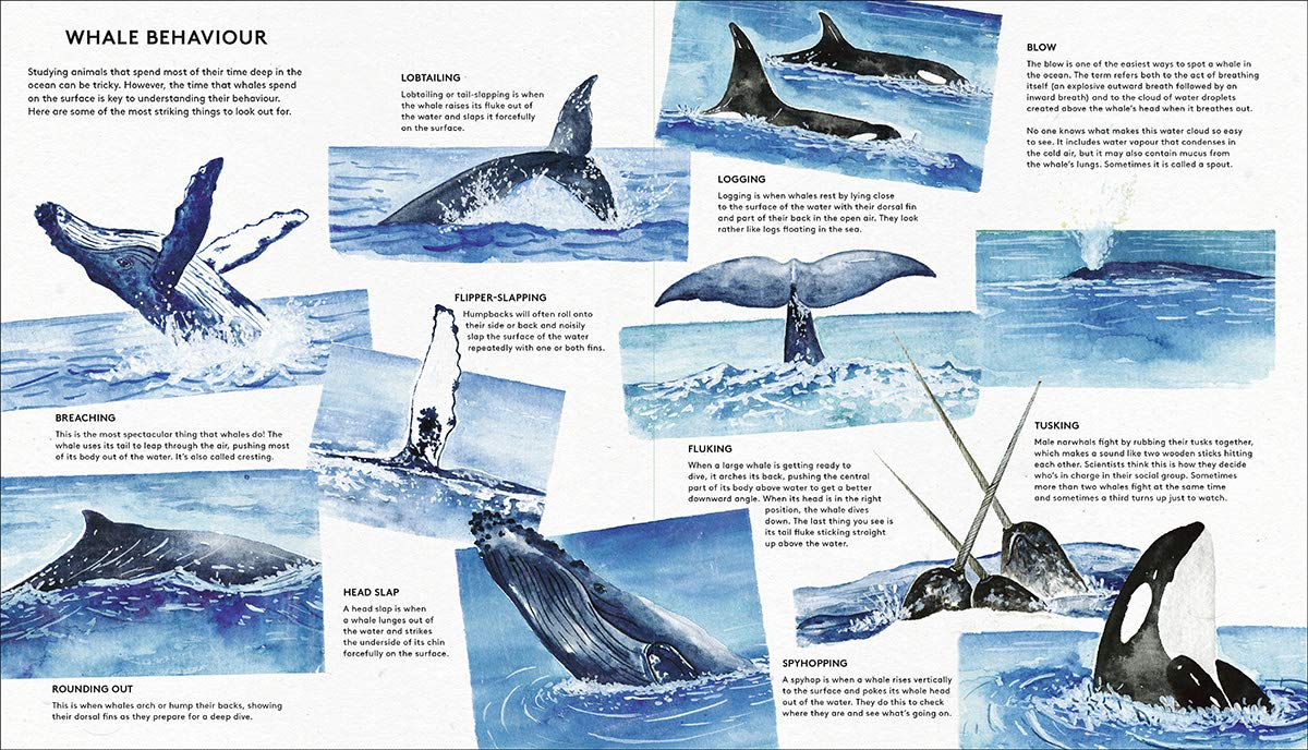 The Secret Life of Whales, by Rena Ortega | Book Review – The Children ...