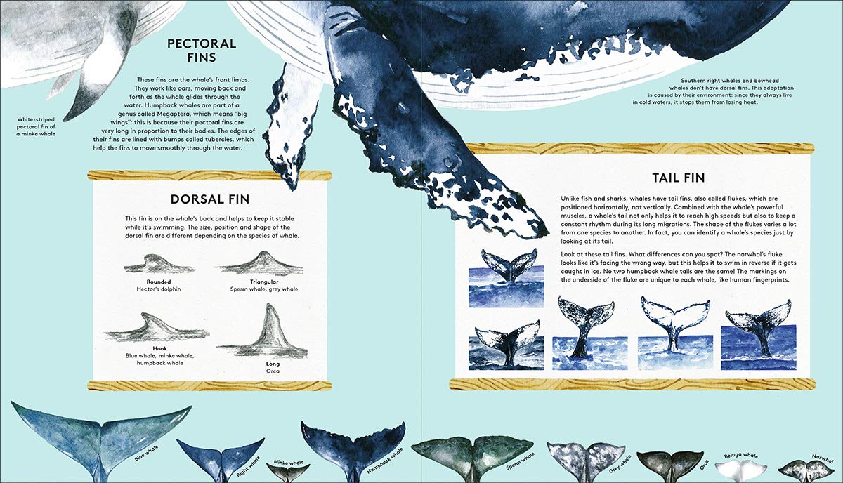 The Secret Life of Whales, by Rena Ortega | Book Review – The Children ...